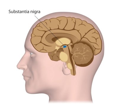 Study: Characterizing the relay station in the brain that controls our ...
