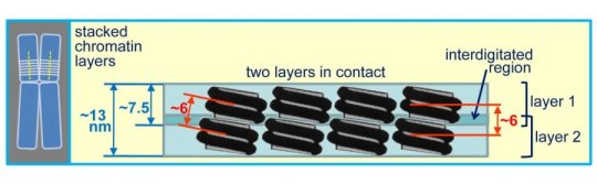 Study: Chromosome DNA packed in stacked layers - (Details) - Tdnews