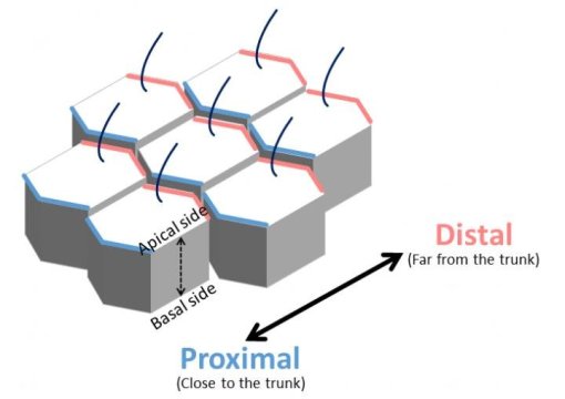 Study: Regulation of cell orientation and shape for tissue ...