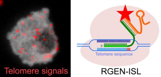 Study: RNA-guided endonuclease - in situ labelling, a new CRISPR/Cas9 based molecular ...