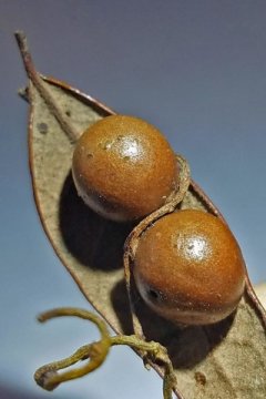 Research: Biologists document dueling parasites on South Florida oak ...