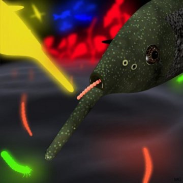 Research: Electrolocation by weakly electric fish shows astonishing ...