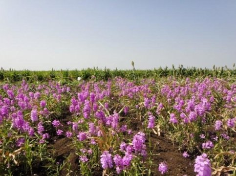 Research: Hopes for developing a new method to control the parasitic ...