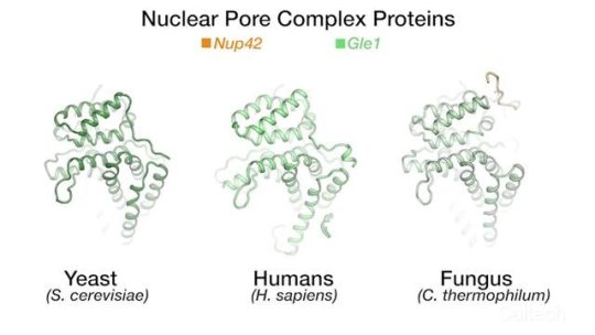 Research: New structural details emerge about one of the body's biggest ...