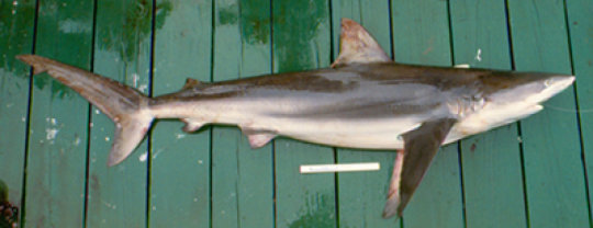 Research: Previous methods underestimate shark ages - Tdnews