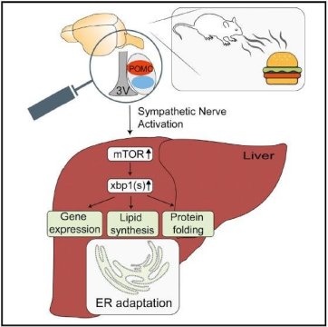 Research: Seeing and smelling food prepares the mouse liver for ...