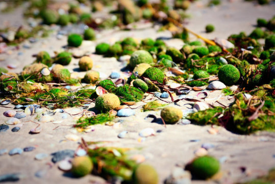 Research: To float or not to float? Mystery solved as to why algae ...