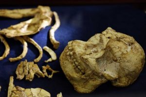 'Little Foot' skeleton goes on display in South Africa - Tdnews