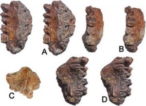 Research: Discovery extends the range of ancient apes in the ...