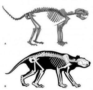 Research: New fossil finds provide insight into biology and behavior of ...