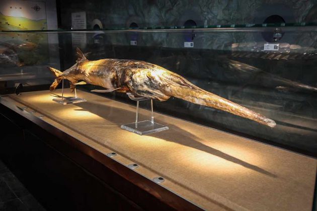 Chinese paddlefish declared extinct, Researchers Say - Tdnews