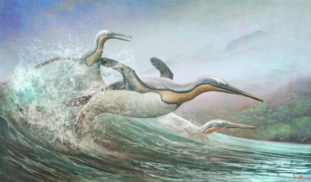 New Zealand's ancient monster penguins had northern hemisphere ...