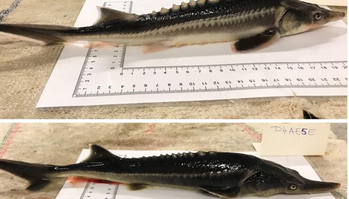 Researchers 'accidentally' create new species of fish called ...