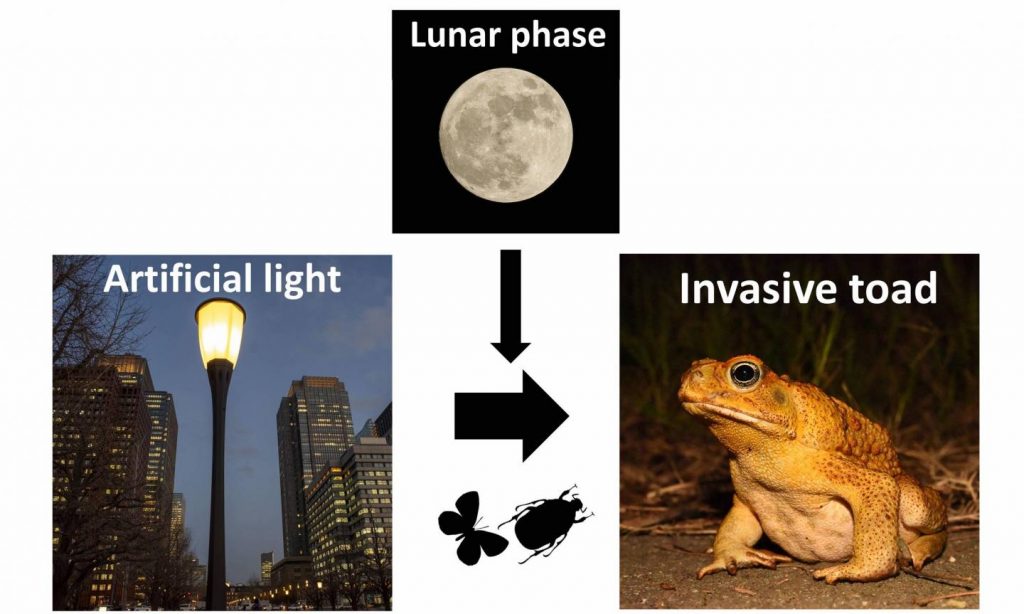Tech: Light pollution gives invasive cane toads a belly full of grub ...