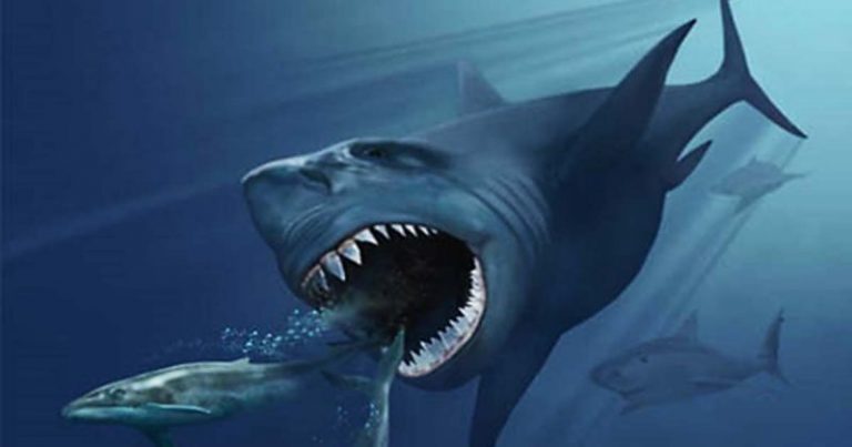 The true size of the ancient shark megalodon revealed for the First ...
