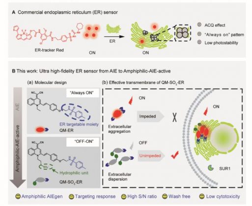 Amphiphilic AIE-active sensor: Breaking the bottleneck of AIE ...