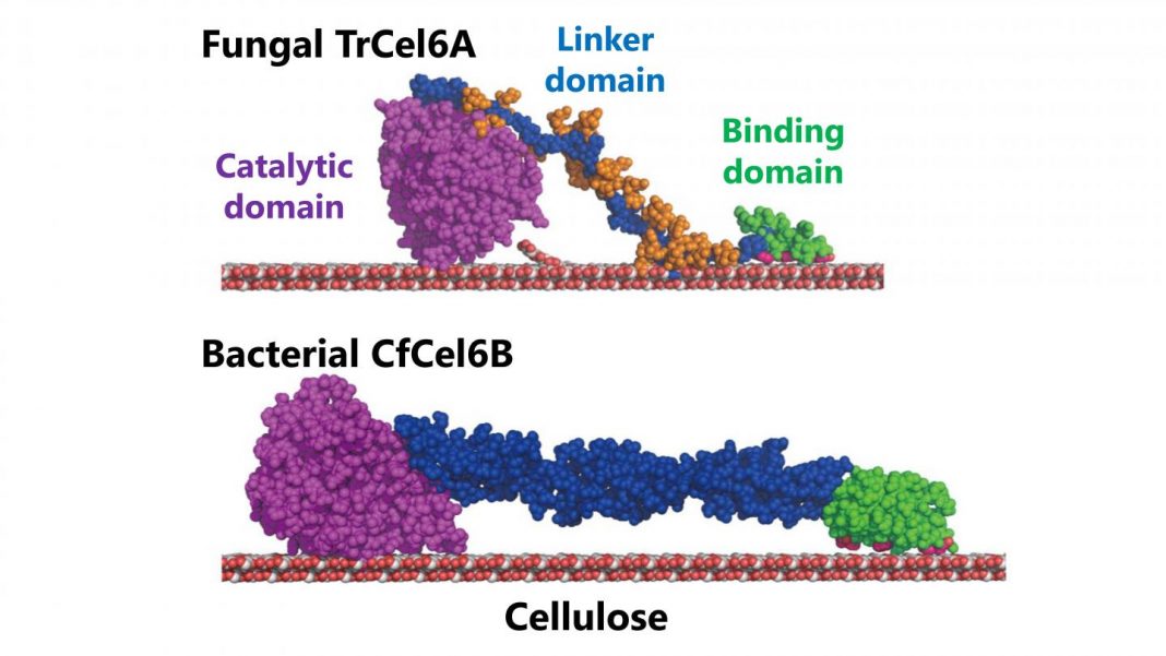 Biology: Bacterial cellulose degradation system could give boost to ...