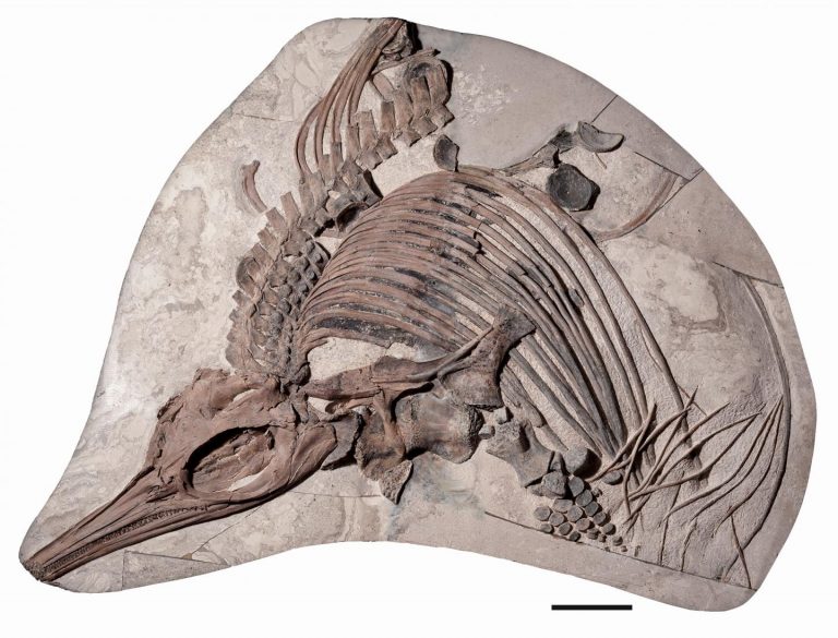 Archaeology: A well-preserved ichthyosaur species discovered in Dorset ...