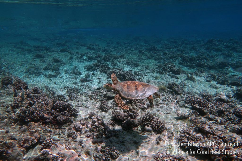 Study: Coasts drown as coral reefs collapse under warming and ...