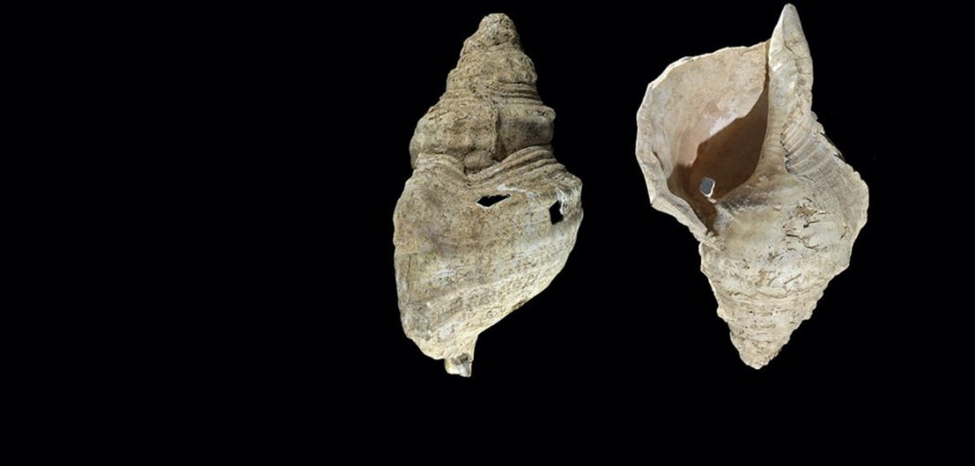 Researchers Blew an 18,000-Year-Old Conch and Recorded It - Tdnews