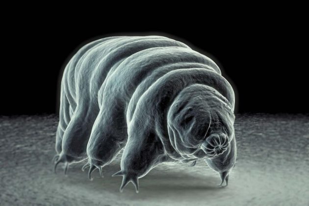 Research found how the water bear evolved to walk - Tdnews