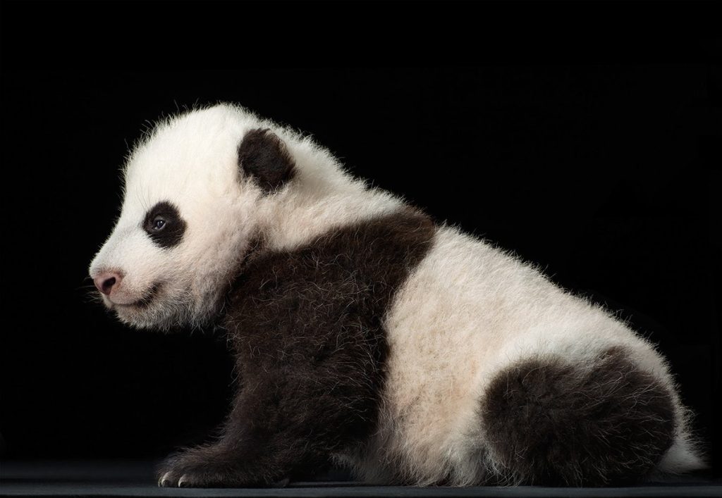 Researchers discover giant pandas have a sweet tooth - Tdnews