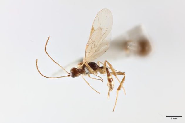 Chilean wasp named after David Attenborough ahead of his 100th birthday ...