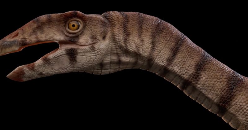 Scientists uncover bizarre two-legged crocodile relative from the Triassic